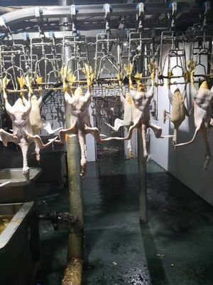 300BPH - 1000BPH Automatic Chicken Processing Plant Poultry Chicken ...